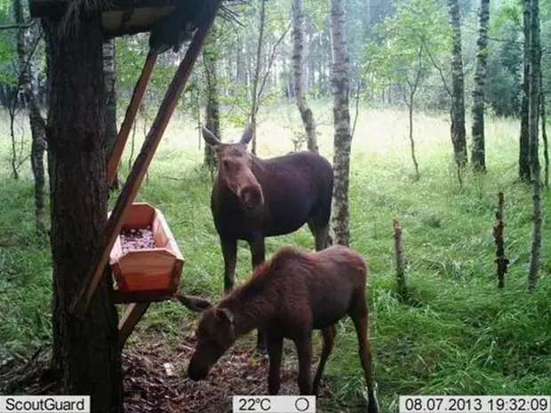 Trampes fotogràfiques dels habitants del bosc