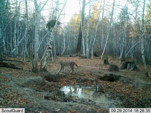 Trappole fotografiche degli abitanti della foresta