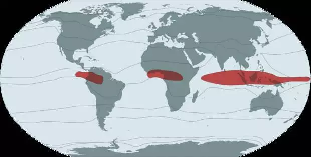 Equatorial Belt - Perfect Sun Curse