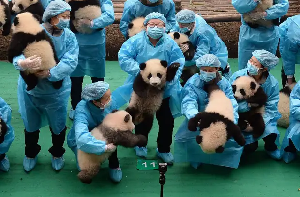 Pandas audzētava Ķīnā 2