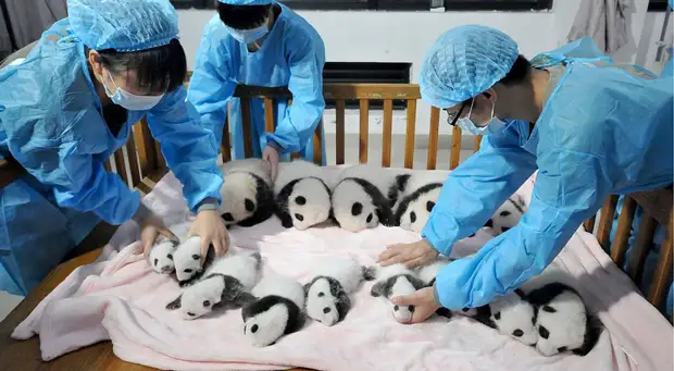 Panda nọsìrì ni China: ile si 150 oparun agbateru