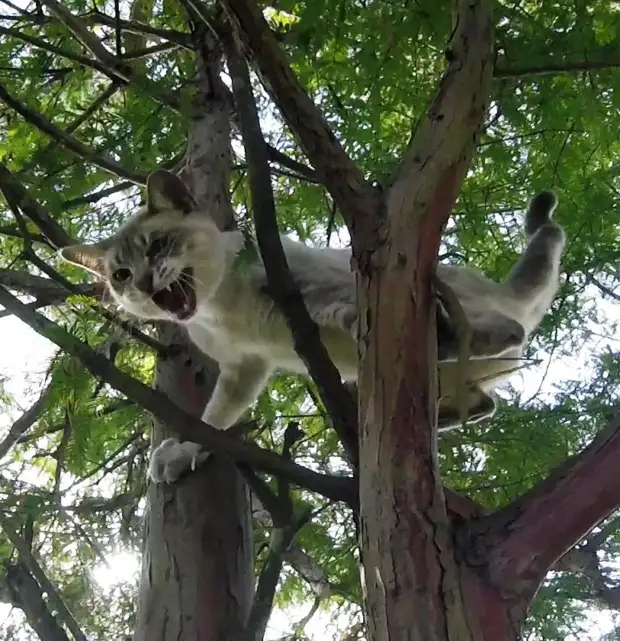 Rescatador de gats en sèrie: nord-americà es va retirar i ara treu animals dels arbres