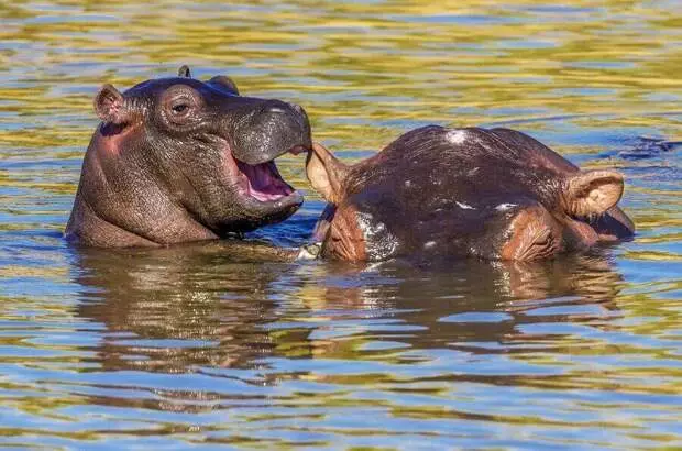 2020 Prim Komedi pou Fotografi Wildlife