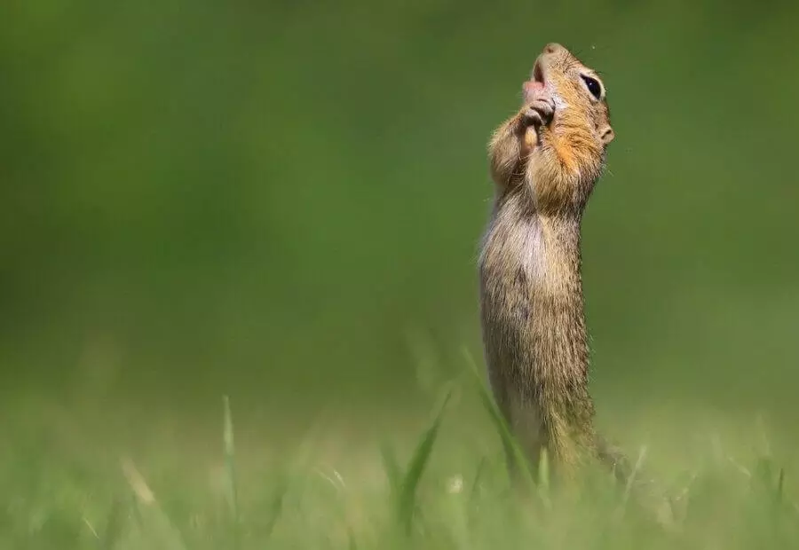 2020 Prim Komedi pou Fotografi Wildlife: Pati 2