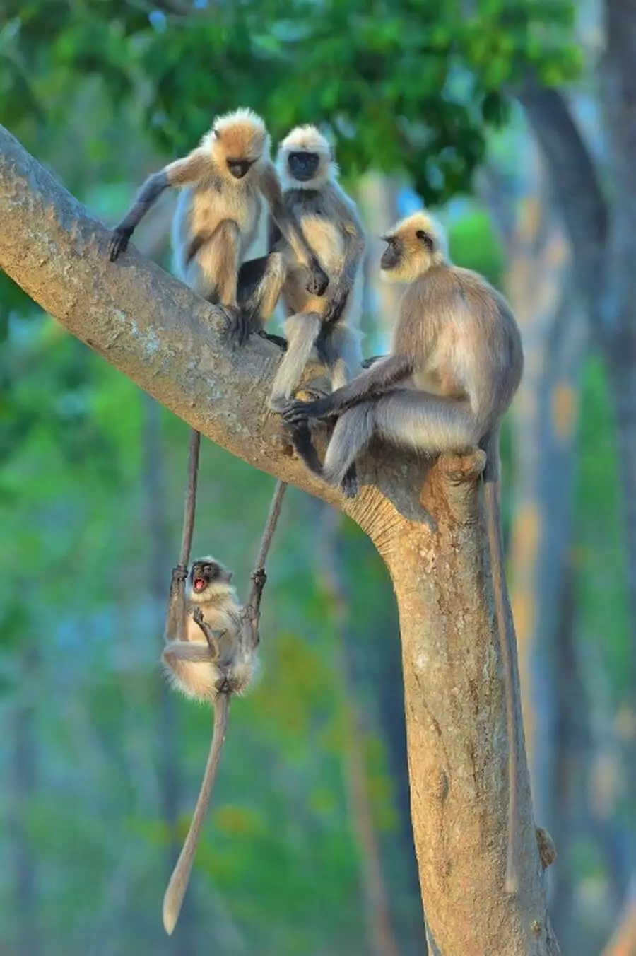 2020 Prim Komedi pou Fotografi Wildlife: Pati 2