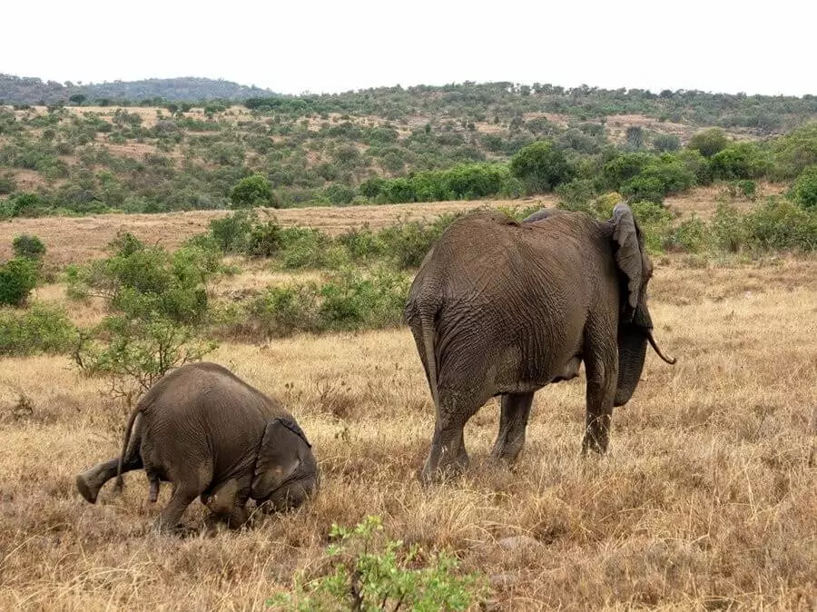 2020 Prim Komedi pou Fotografi Wildlife: Pati 2