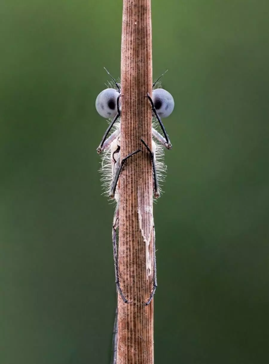 2020 Prim Komedi pou Fotografi Wildlife: Pati 2