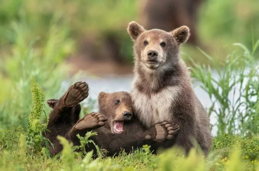 2020 Prim Komedi pou Fotografi Wildlife: Pati 2