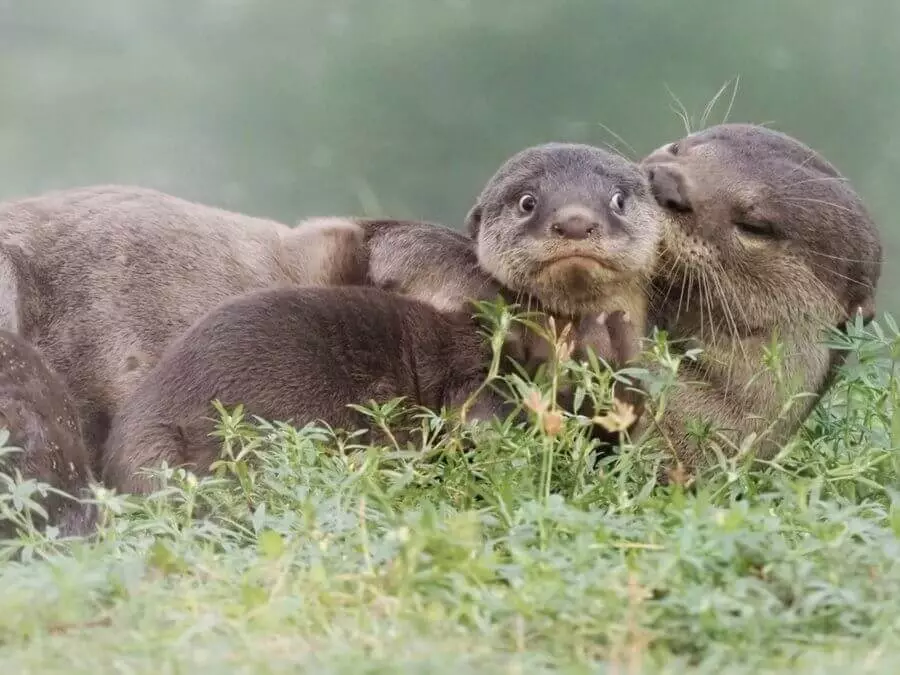 2020 Prim Komedi pou Fotografi Wildlife: Pati 2