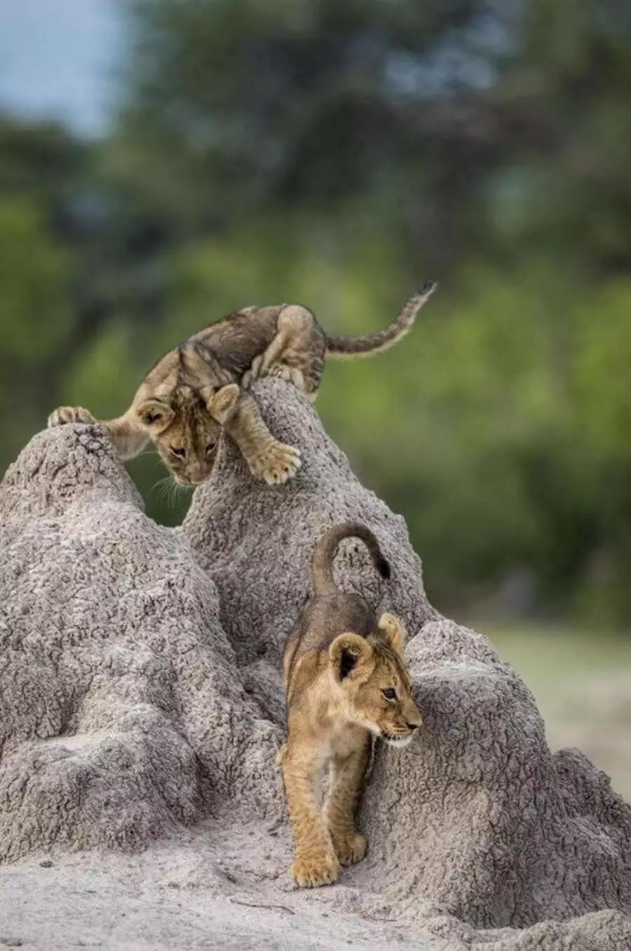 2020 Prim Komedi pou Fotografi Wildlife: Pati 2