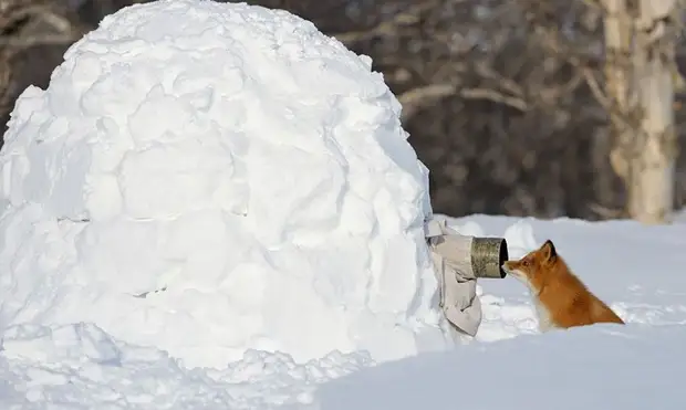 Ce rămâne în culisele filmărilor cu animale sălbatice