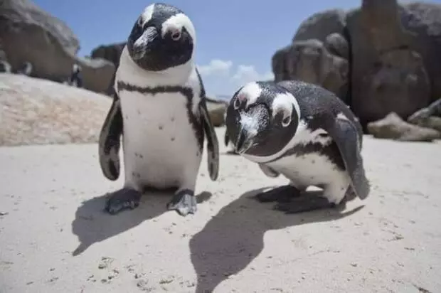 15個事實證明企鵝是世界上最可愛的動物