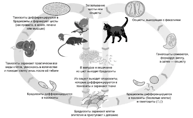 De onde veñen os teus desexos de gatos e carne crúa?