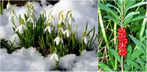 Plantoj, kiuj nepre ne devus esti plantitaj en la lando