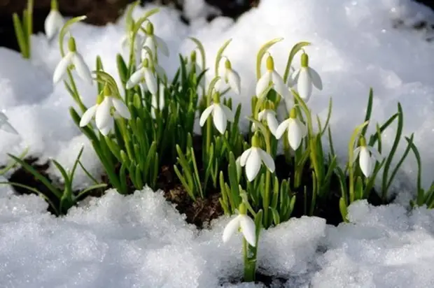 Plantoj, kiuj nepre ne devus esti plantitaj en la lando