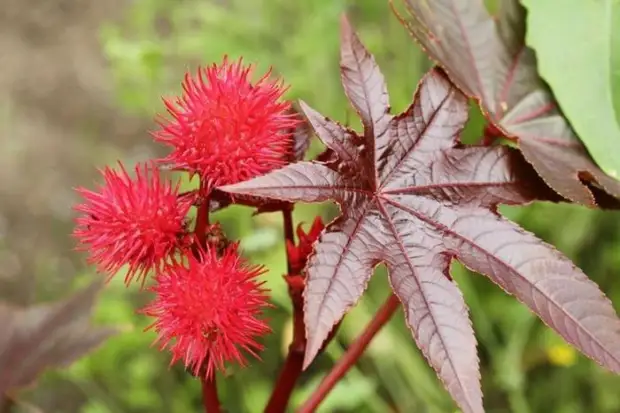 Plantoj, kiuj nepre ne devus esti plantitaj en la lando