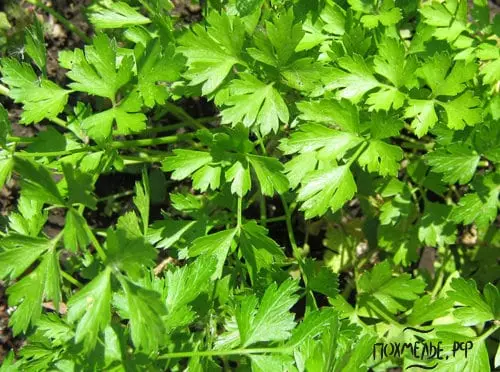 Parsley na-akwụsịtụ anwụrụ ọkụ