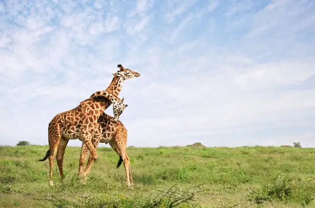 Makumbatio ya kupendeza ya ndugu zetu wadogo