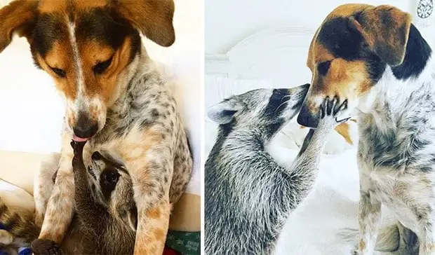 25 foto's van dieren die samen opgroeiden: voor en na