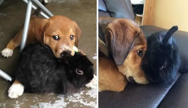 25 billeder af dyr, der voksede op sammen: før og efter