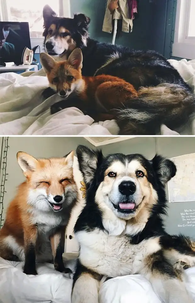 一起長大的動物的25張照片：之前和之後