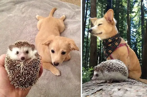 25 pilti loomadest, kes koos kasvasid: enne ja pärast