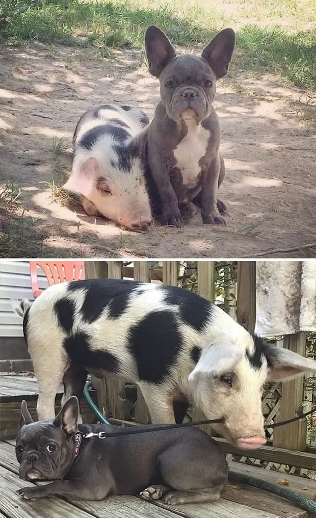 25 billeder af dyr, der voksede op sammen: før og efter