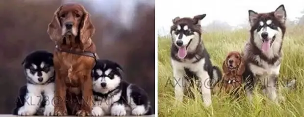 Birlikte büyüyen hayvanların 25 resmi: öncesi ve sonrası