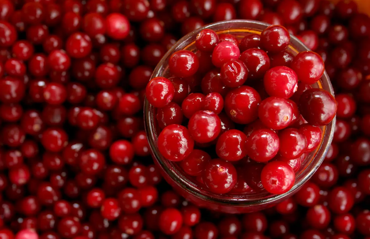 Warum Cranberries ein Superfood sind. 5 Fakten