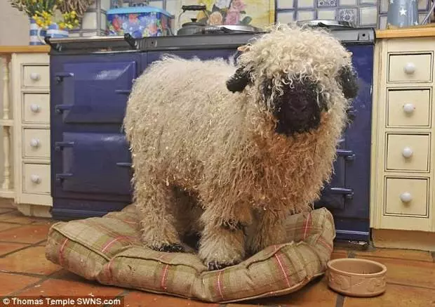 Por mor da amizade co Labrador, esta ovella ten que volver ensinarlle a ser ovella.