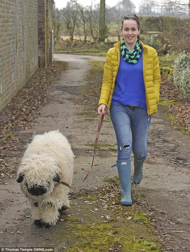 A ovelha Marley foi adotada por Ali Vaughan, de Cumbria, e age como um cachorro