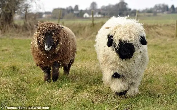 De familie heeft nog een schaap, een bruine Ryeland genaamd Bear - omdat hij op een beer lijkt