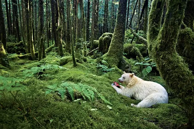 15 razóns polas que Canadá é o lugar máis xenial para vivir da Terra