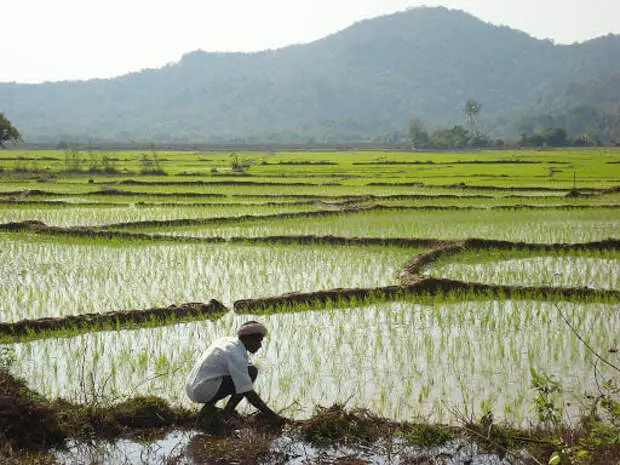 ဆန်အကြောင်း- မျိုးကွဲများနှင့် ဂုဏ်သတ္တိများဆိုင်ရာ ပညာပေးအစီအစဉ်