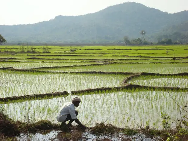 All about rice: educational program on varieties and properties