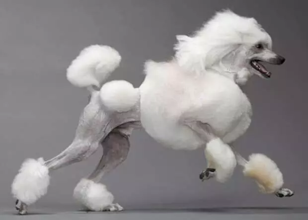 Poodles niyə saçlarını belə gülməli kəsdirir?