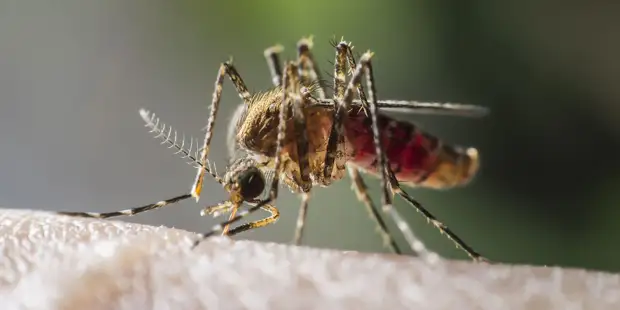 后院最致命的 10 种生物