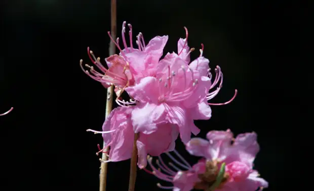 后院最致命的 10 种生物