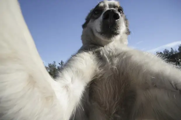 Os nosos amigos de catro patas tamén adoran os selfies