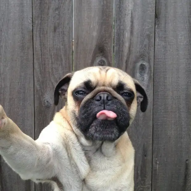 Os nosos amigos de catro patas tamén adoran os selfies