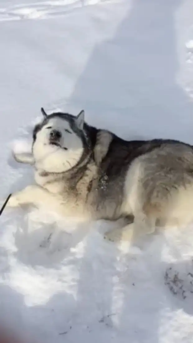 Sary 20 tsara tarehy amin'ny alika husky izay hahatonga anao ho adala