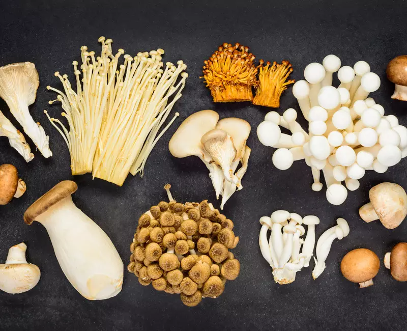 Champignons pour l'immunité: 5 types des plus utiles