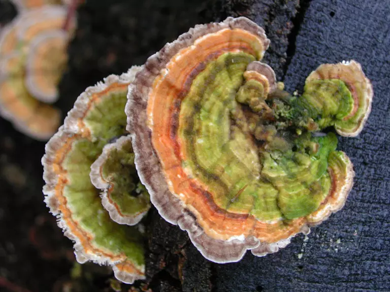 Champignons pour l'immunité: 5 types des plus utiles