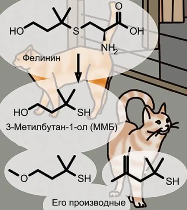 Хаврын есөн үнэр. Бидний дуртай үнэртэн юунаас бүтдэг