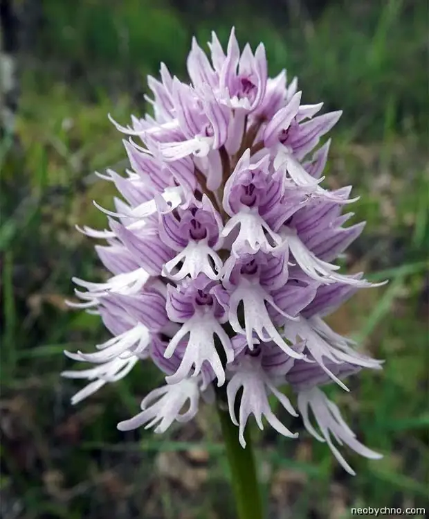 orchis-italica-2