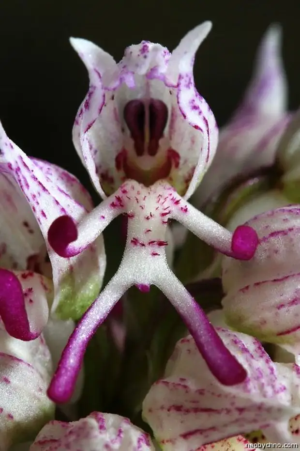 anthropomorphic orchid