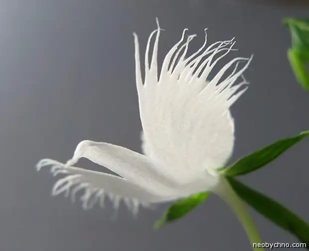 orchid egret