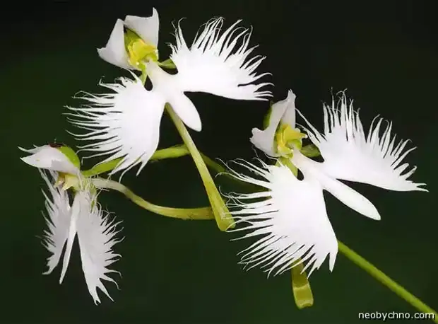 maruva orchid