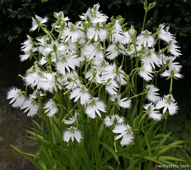 habenaria