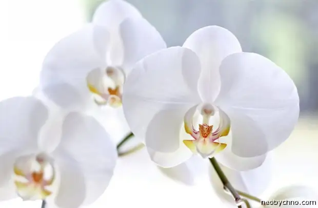 Phalaenopsis